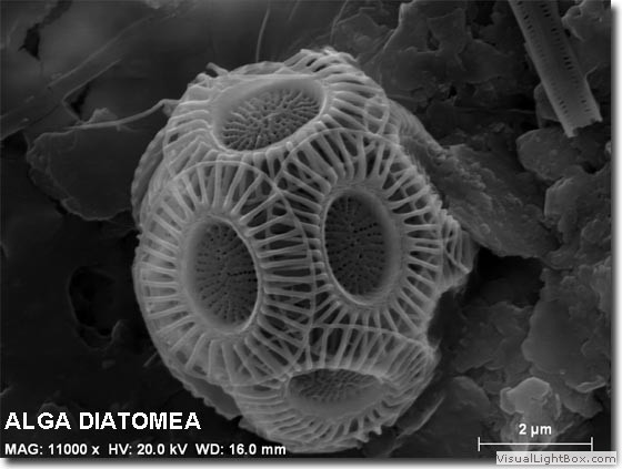 EL MUNDO MICROSCÓPICO – Colegio Santo Tomás de Villanueva – Agustinos ...